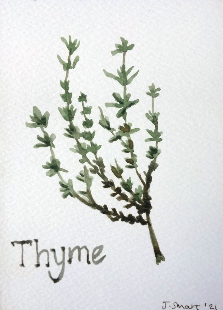 Thyme 2021 - Watercolour on paper. 148mm x 210mm - Joannasmart.art